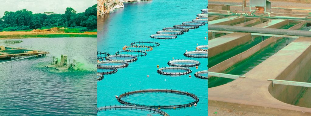Open Aquaculture Systems: Advantages and Disadvantages